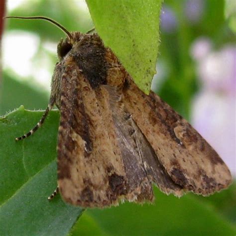 Common Rustic Moth