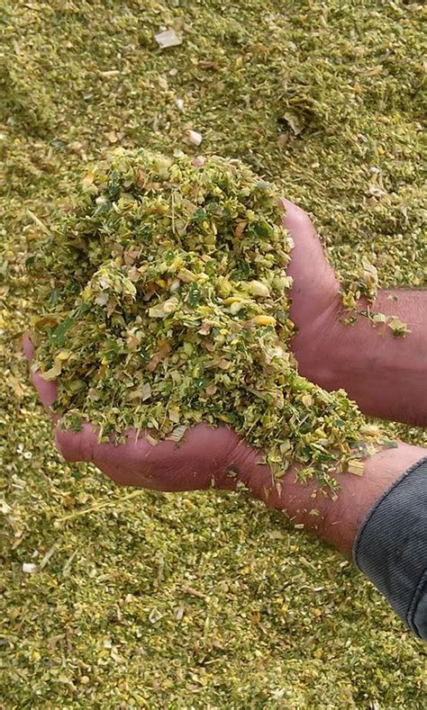 Silage Αλμωπίας Ενσίρωμα Καλαμποκιού