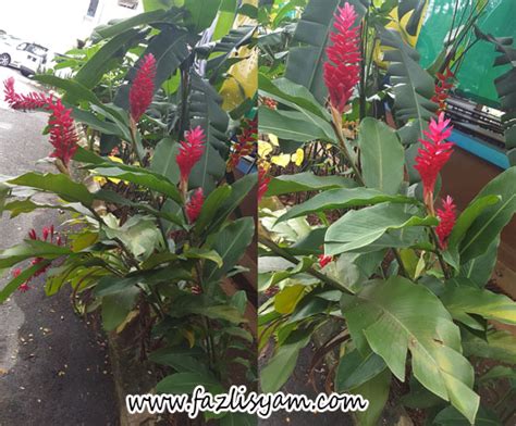 Alpinia Merah Red Ginger Segalanya Tentang Tumbuhan…