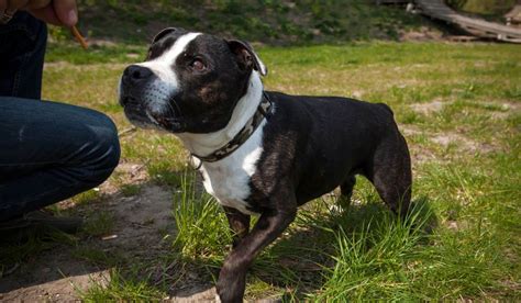 Training A English Staffy At Ronda Guzman Blog