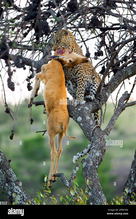 Leopard Panthera Pardus Leopardess Sitting In A Tree With A Captured Antelope Kenya Masai