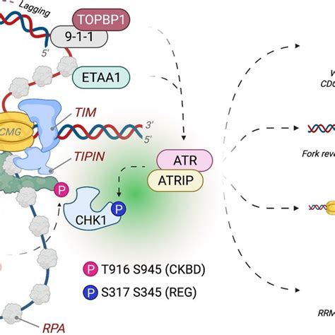 Regulation Of Replication Fork Progression And Pausing By The Fork