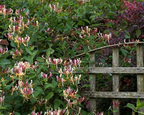 How To Grow Honeysuckle When Where And Varieties To Plant Homes And