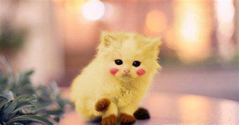 Скачать прикольные и красивые картинки Няшные котики на fun tochka net