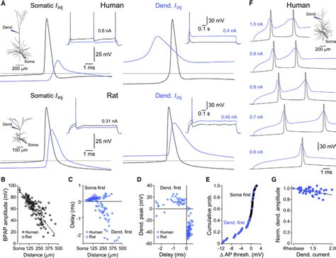Dendritic Excitability Of Human And Rat L23 Pyramidal Neurons A