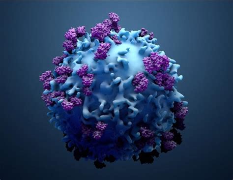 Drug Combination Shows Promise For Treating Aggressive T Cell Lymphomas