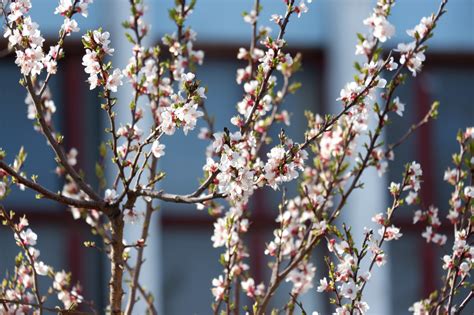 배경 화면 갈색 하늘 작은 가지 분기 Terrestrial Plant 우디 식물 꽃 피는 식물 잔디 아름다움 미술 야생화 연간 공장 서브 덤불