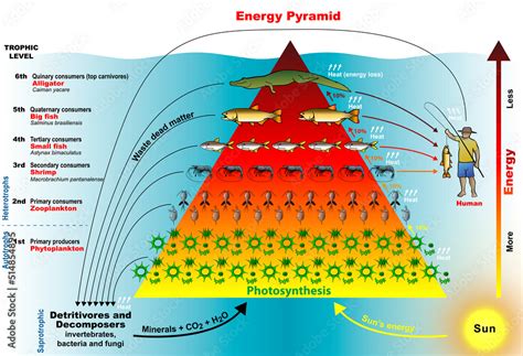 Biomass Pyramid