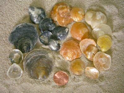 Seashells And Other Marine Life Articles