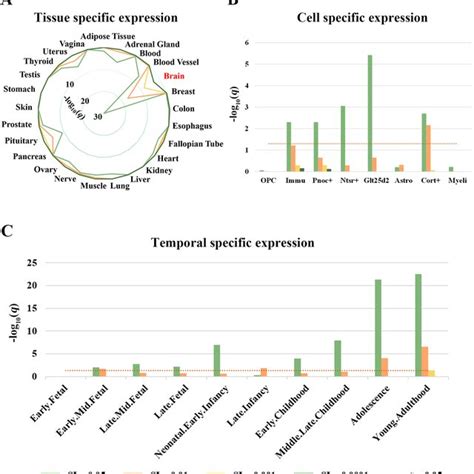 Behavioral Relevance Of The Genes Associated With Brain Functional