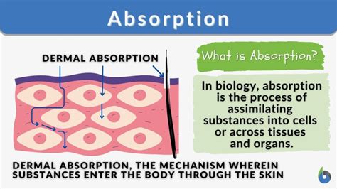 Absorption Definition And Examples Biology Online Dictionary