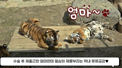 엄마가 다시 출근을 하자마자 밀렸던 애교를 부리는 아들래미들♥ Youtube