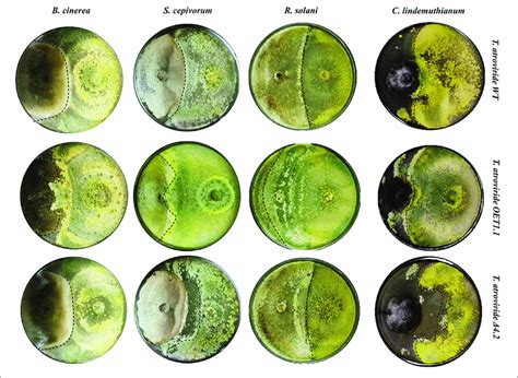 Mycoparasitic Capacity Of T Atroviride Wild Type Tal6 4 2 And Download Scientific Diagram