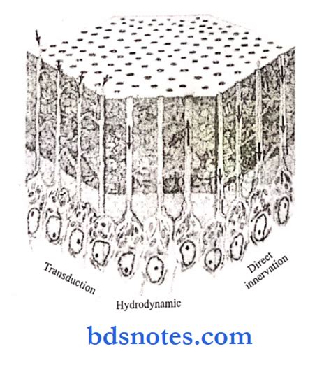 Dentinal Sensitivity Bds Notes