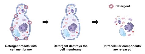 Readiuse™ Yeast Cell Lysis Buffer 5x Aat Bioquest