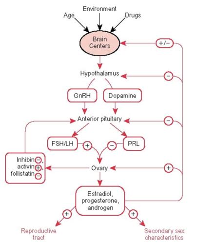 Reproductive Flashcards Quizlet