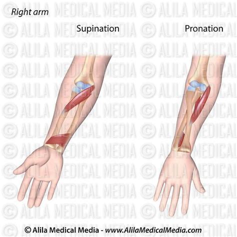 Alila Medical Media Trigger Points And Referred Pain For The Pronator
