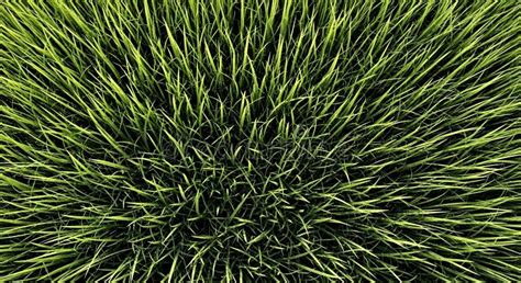 Lush Healthy Bermuda Grass Texture Fine Blades Dense Growth Outdoor