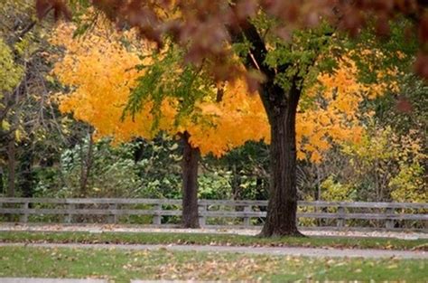 Installing A Fence In Between Trees HomeSteady