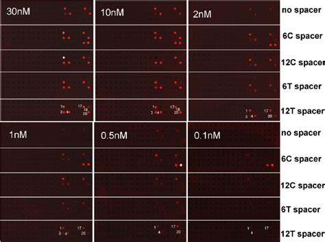 microarray results from the hybridization of the zymv ∼ 0 7 kb fragment