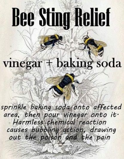 Bee Sting Relief Doomsday Book Of Medicine