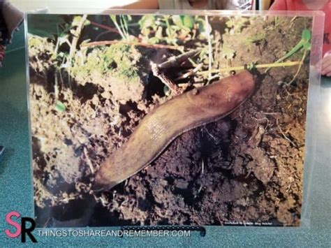 Slug Bug Habitats