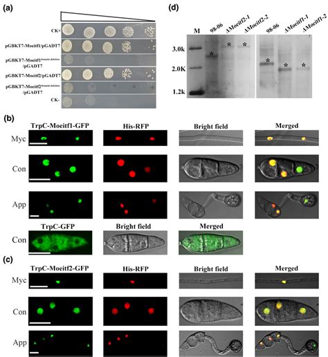 transcription activity detection subcellular localization analysis