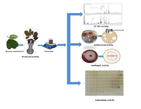 Phytochemical Analysis Gcms Profile And Determination Of Biological