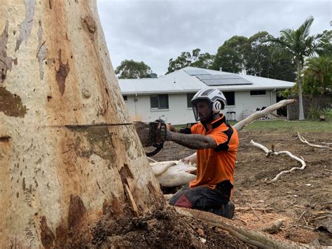 Tree Removal On The Sunshine Coast Tips For Safe And Effective Removal Crystal Ocean Tree Service