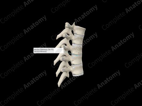 Anulus Fibrosus T6 T7 Complete Anatomy