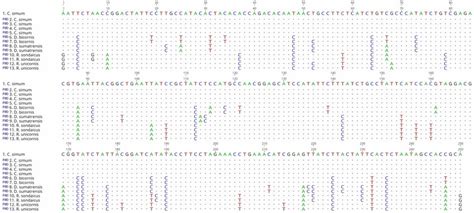Sequence Alignment Of A Portion Of The Mtdna Cytochrome B Locus Used To