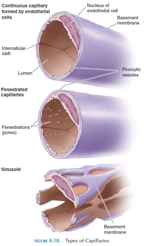 Capillaries Structure And Function Of Blood Vessels