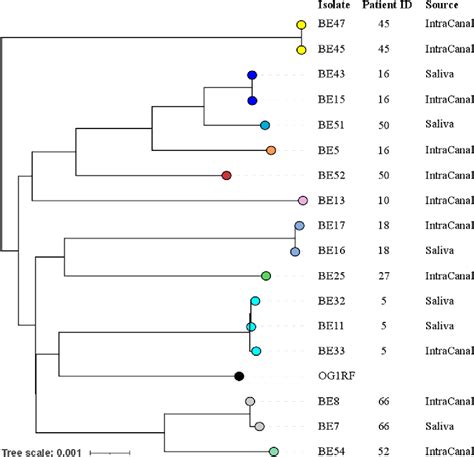 Figure 1 From The Presence Of Enterococcus Faecalis In Saliva As A Risk Factor For Endodontic