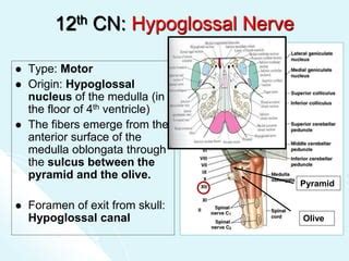 Anatomy Of Cn Xi And Xii Ppt
