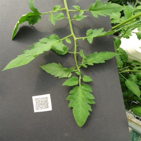 Tomato Leaf Disease Object Detection Model V63 2023 06 20 9 44pm By Bryan