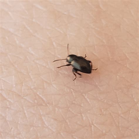 What Is This Very Tiny Beetle Rwhatsthisbug
