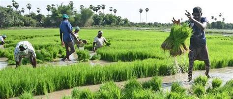 Cabinet Approves 50 Profit Over Input Cost For Farmers
