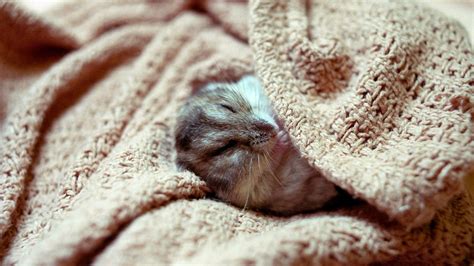 Do Hamsters Hibernate Important Faqs Answered
