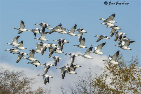 Lesser Snow Geese Jens Preshaw Photography