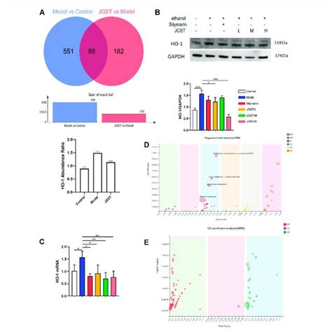 Differential Proteins And Overlapping Protein Enrichment Analysis In