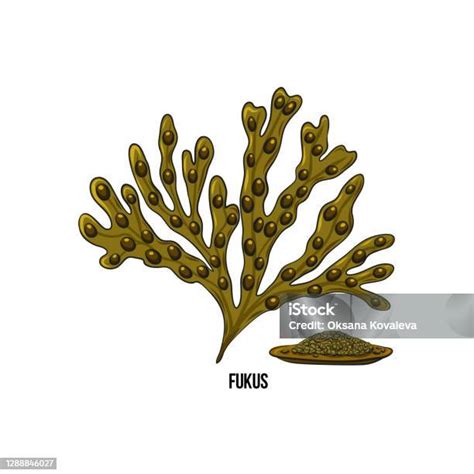 조류 후커스 녹색과 빨간색 식용 조류 흰색 배경에 검은 선 잉크 스케치 벡터 핸드 그린 일러스트 만화 갈색에 대한 스톡 벡터 아트 및 기타 이미지 Istock