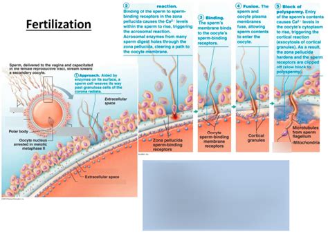 Fertilization Diagram Quizlet