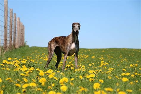How High Can Whippets Jump Understanding This Breed S Ability And How To Train Them To Jump