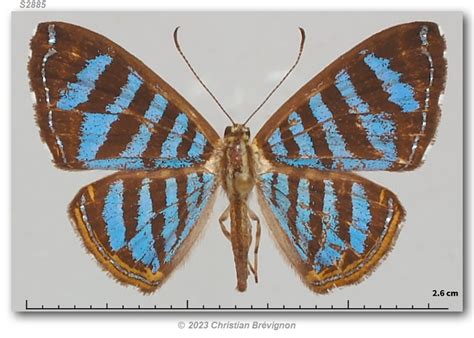 Argyrogrammana Johannismarci Type Specimens