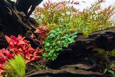 Bucephalandra Mini Dark Needle Aquascaping Plant — Buce Plant