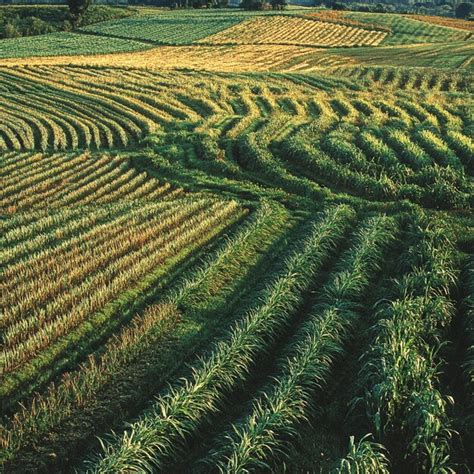 a closeup of a field with multiple crop types planted in a rotation