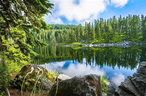 Lagos Lago Bosque Árbol Fondo De Pantalla Hd Wallpaperbetter
