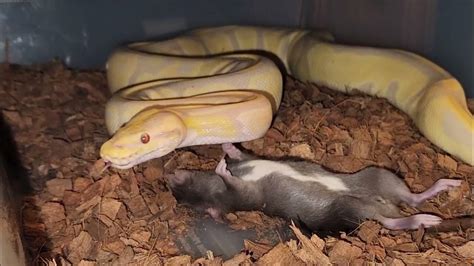 Lavender Python Eats A Rat Warning Live Feeding Youtube