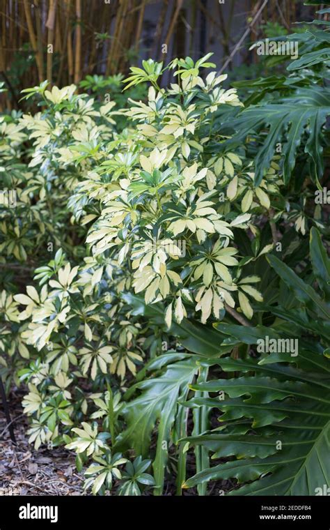 Dwarf Variegated Schefflera Dwarf Umbrella Tree 101 Qiws