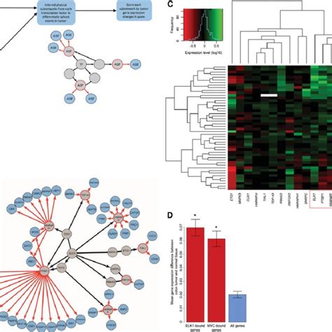 Elk1 Activates A Regulatory Pathway That Involves Myc And Ptbp1 A C